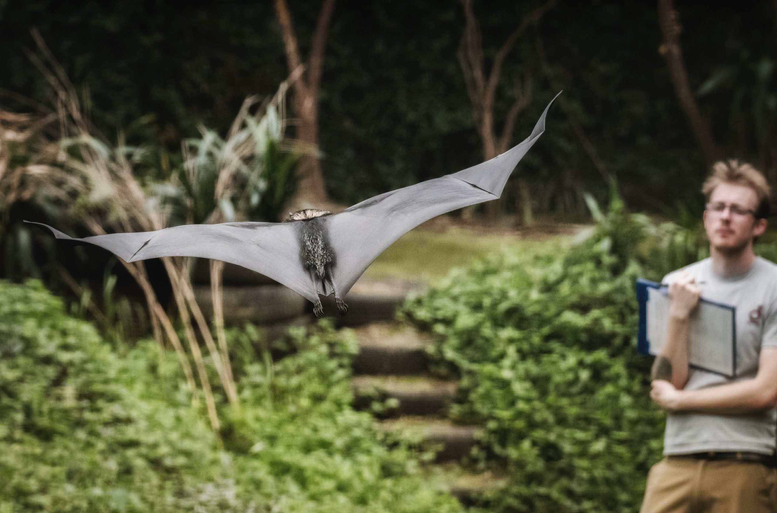 WATCH: Jersey Zoo to part with bats after 30 years due to costly tunnel ...