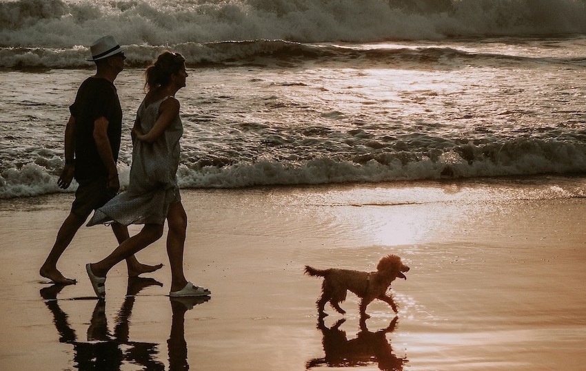 Seasonal beach restrictions for dogs come into force amid ongoing ...