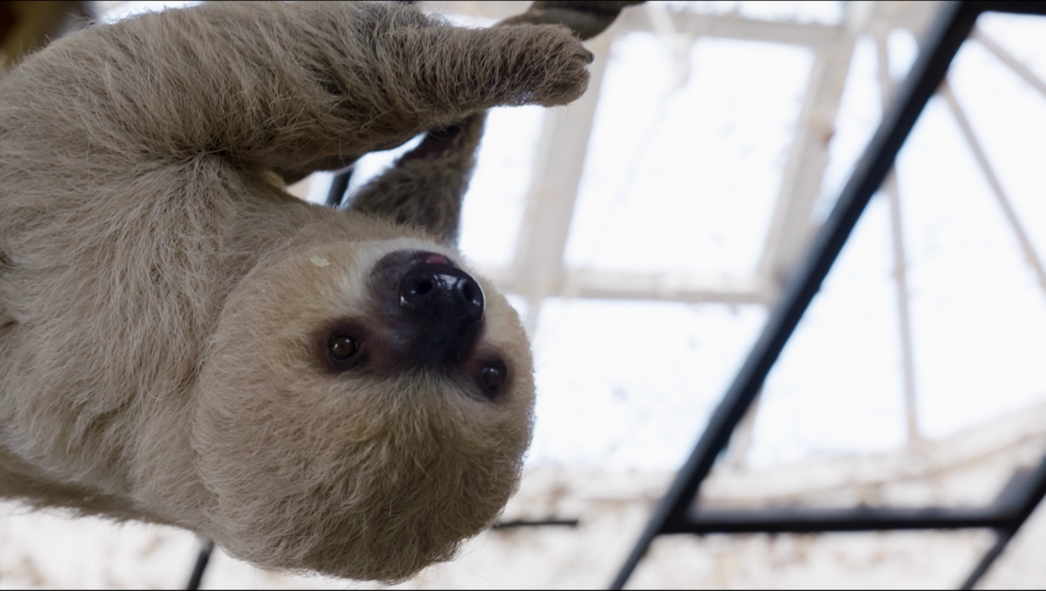 Life in the slow lane: how new sloths are settling in at the Zoo ...