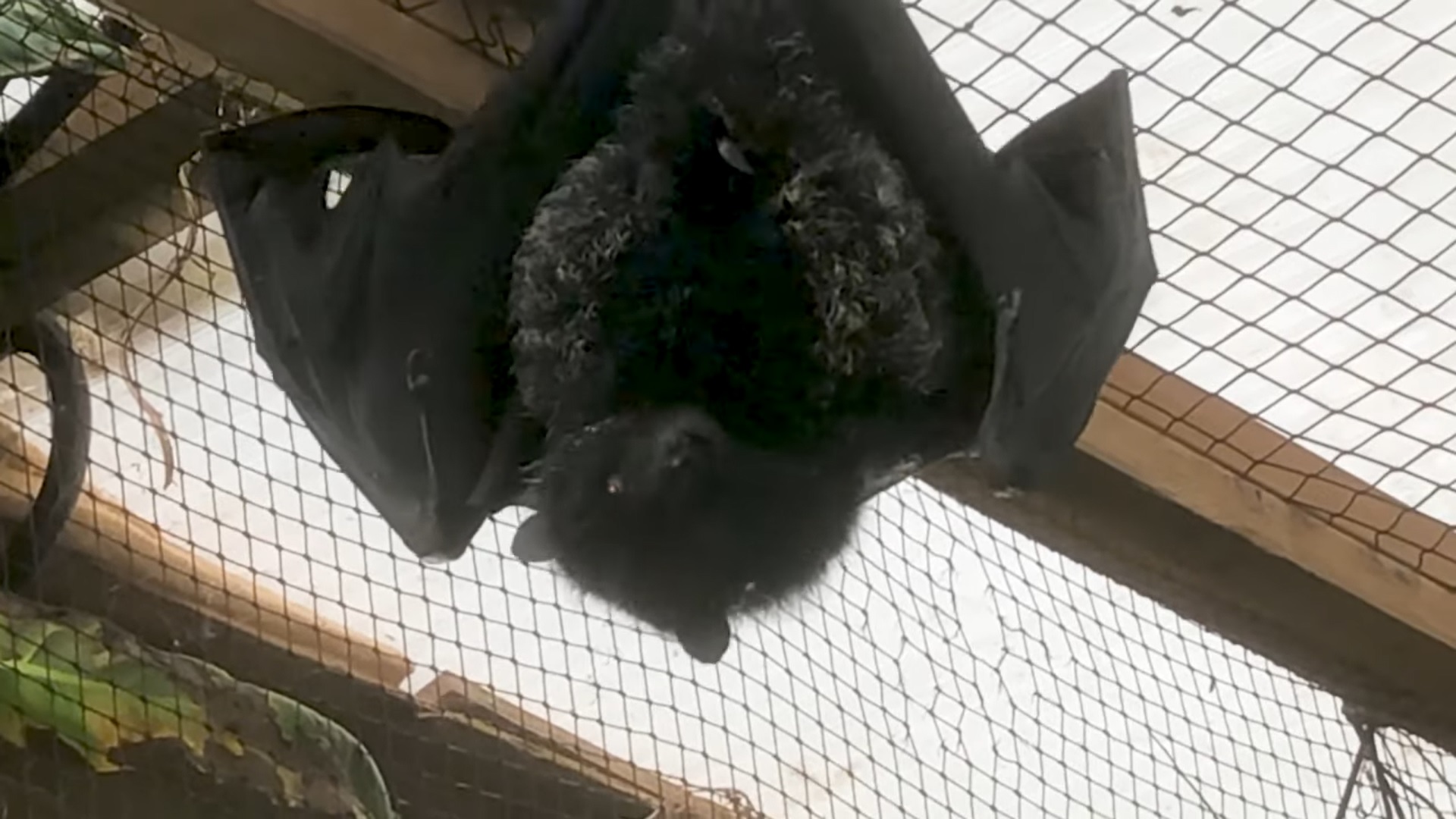 WATCH: One of the world's rarest bats gives birth at Jersey Zoo ...