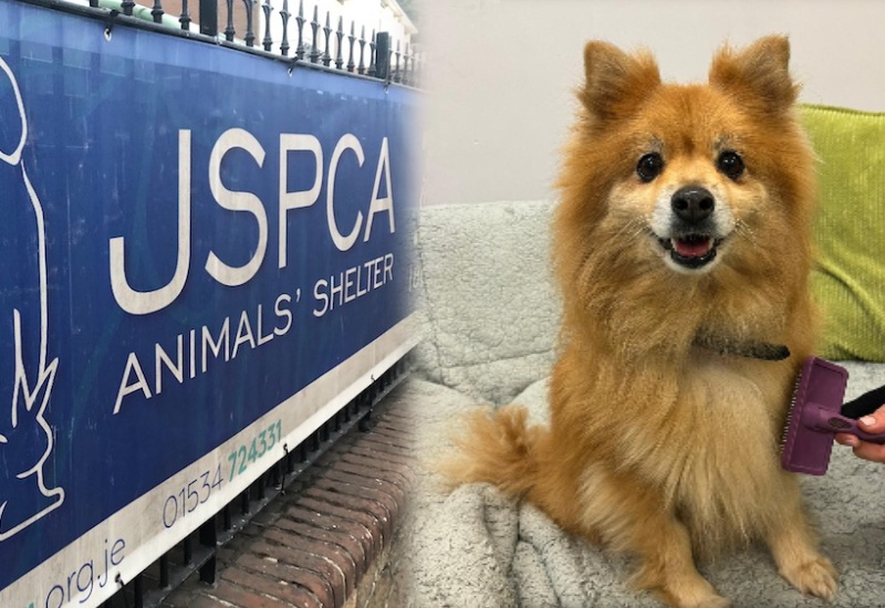 Happy-go-fluffy pup Riley still looking for a home - Bailiwick Express ...