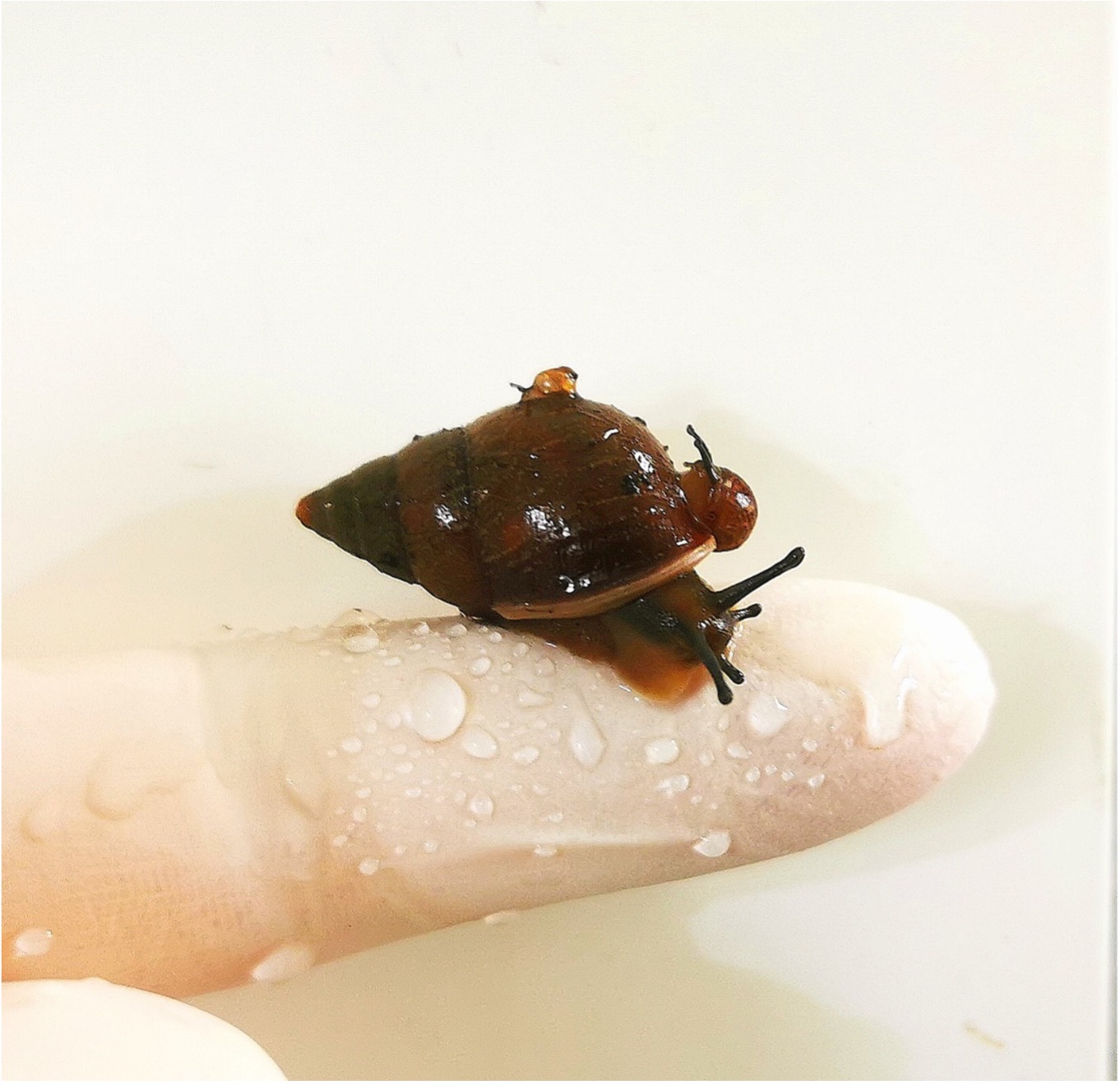 Rare snail species bred for first time at Jersey Zoo - Bailiwick ...