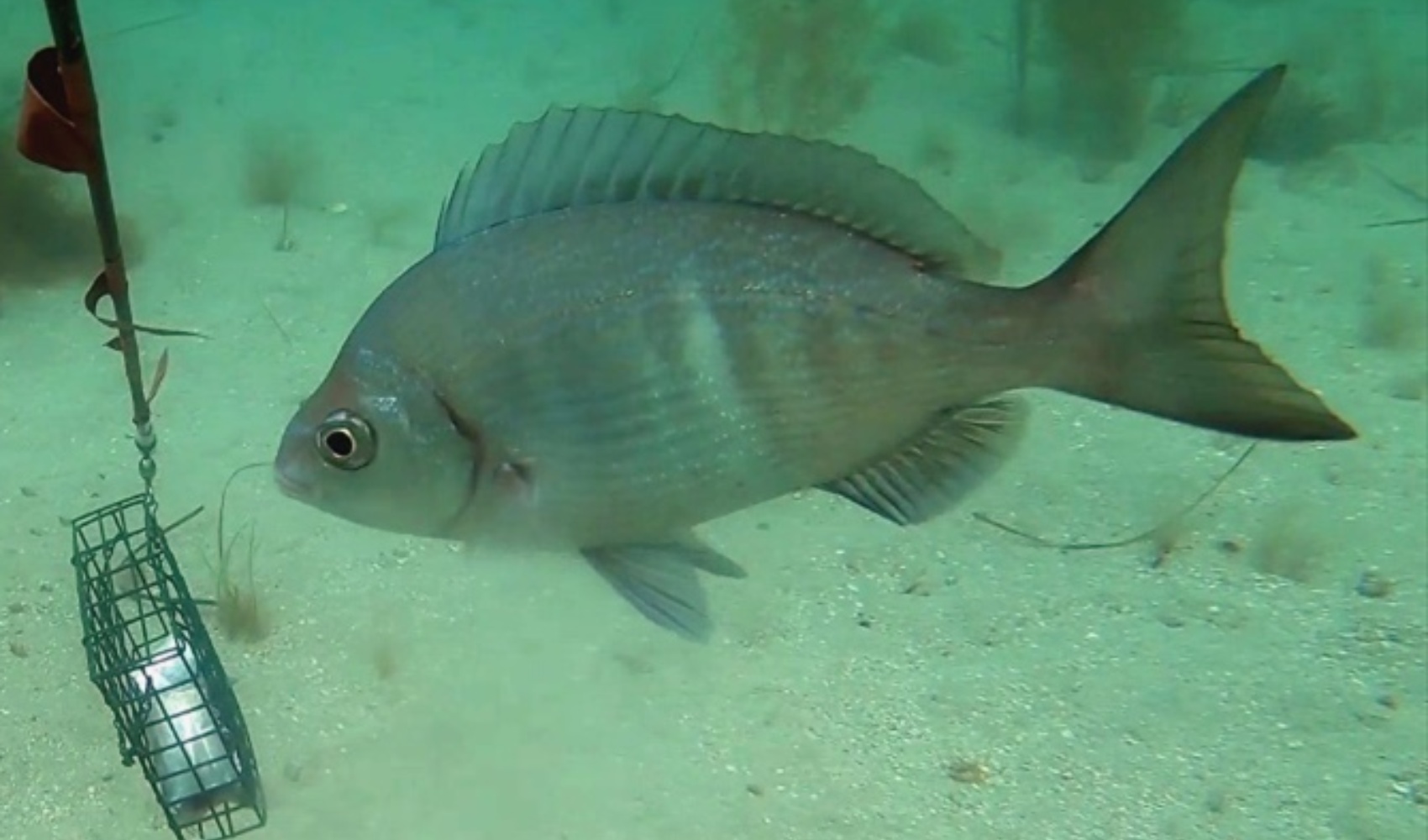 EXPLAINED: How can we help bream to breed? - Bailiwick Express News Jersey