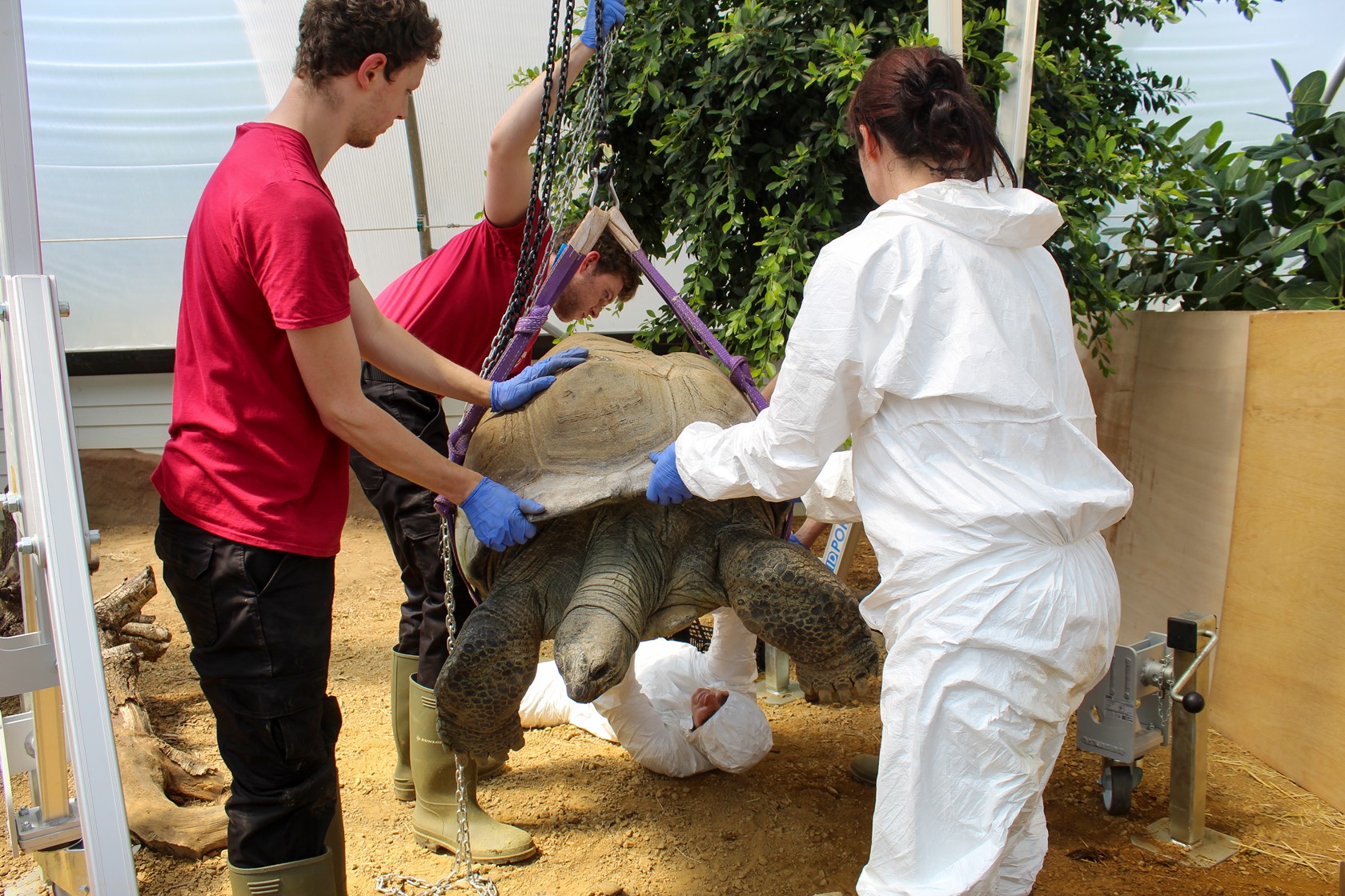 Durrell's heaviest animal takes flight in specialist hoist for surgery ...