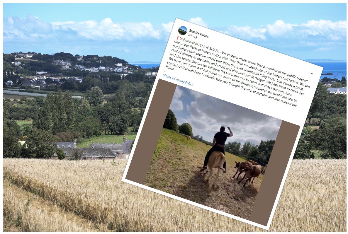 Investigation launched into "unbelievable" cow-riding incident ...