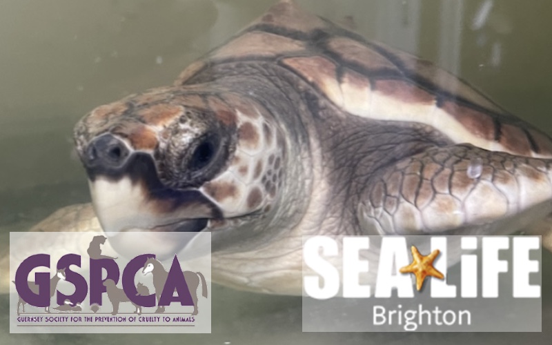 Barnacle Bill, the Brexit Turtle, finally set for return to the wild ...