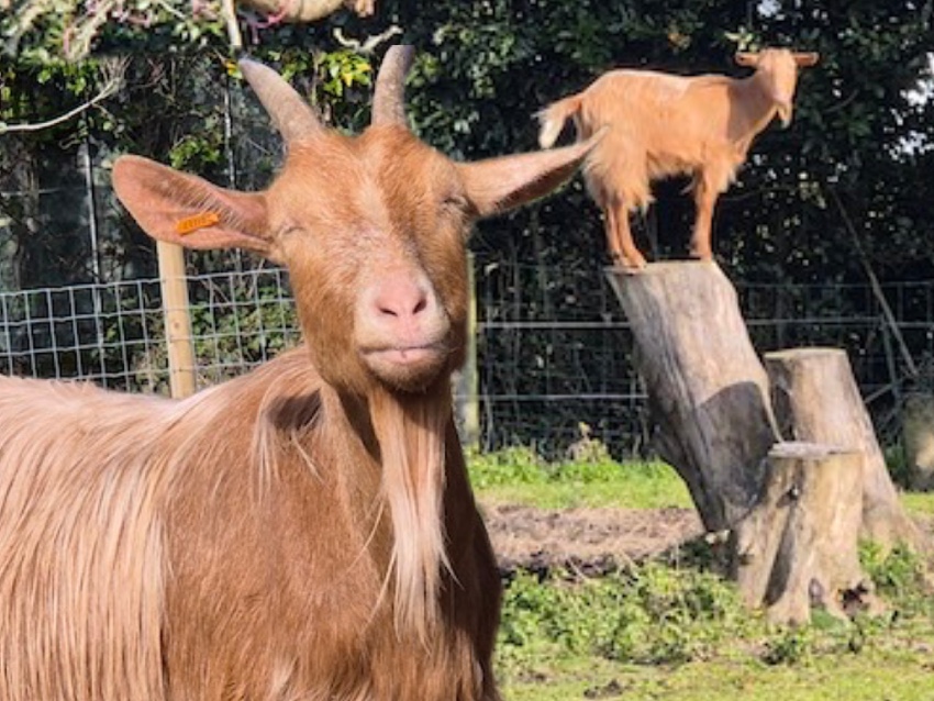 WATCH: Going but not gone! The defiant efforts to restore the Royal ...