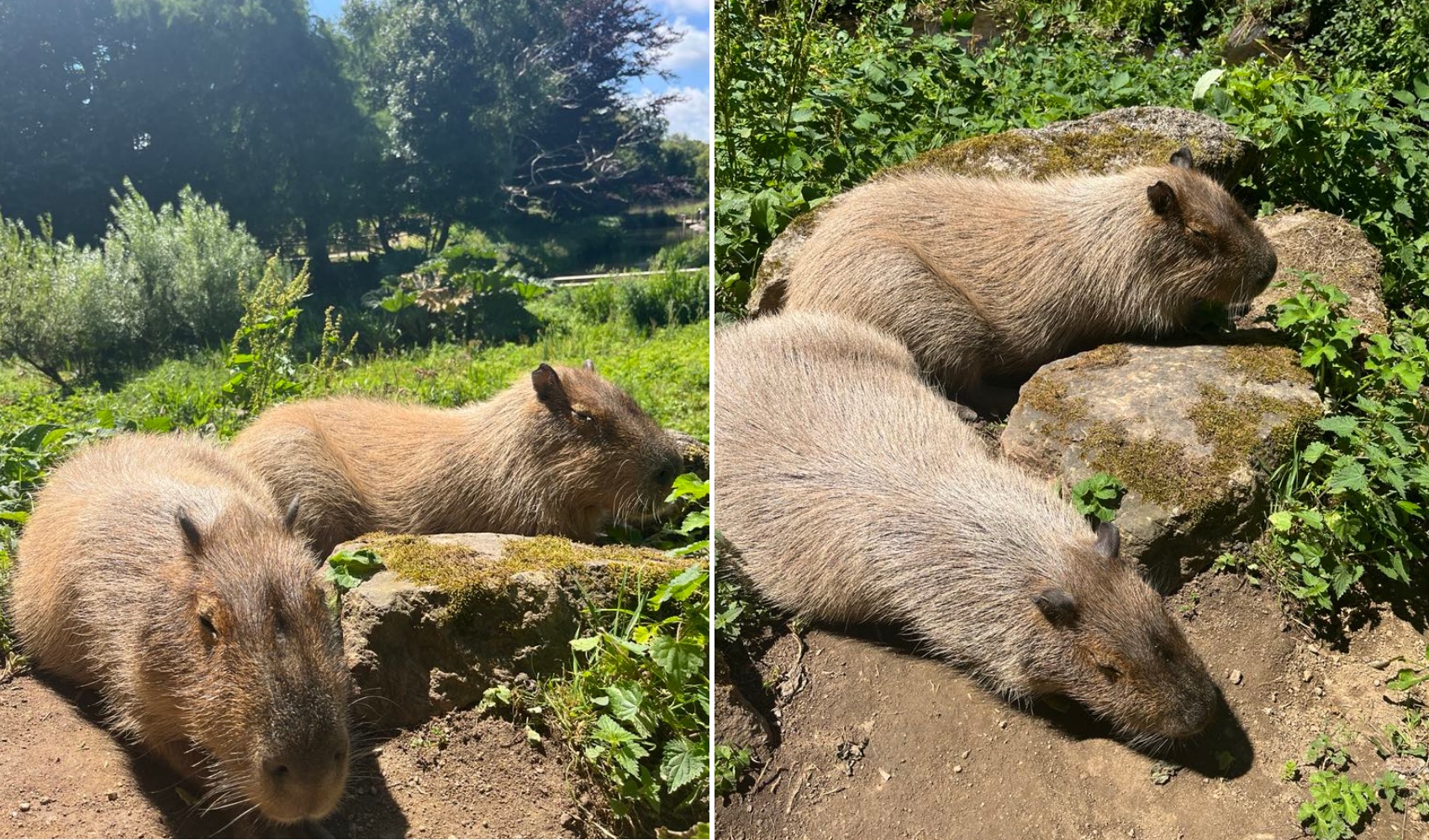 Great capybara escape... Tango’s Jersey debut causes zoo lockdown ...