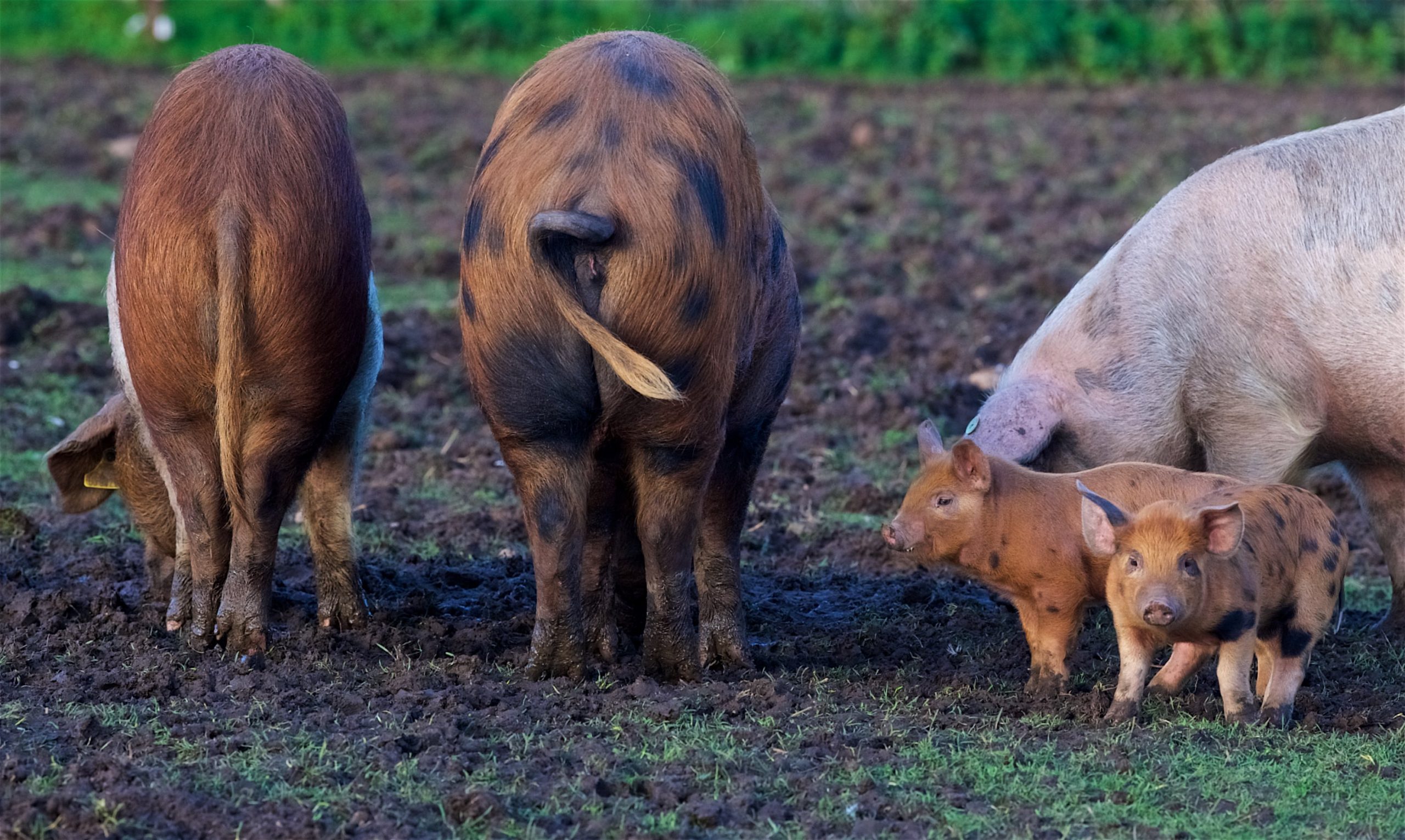 Pig's ear at the abattoir? Farmers frustrated by equipment breakdowns ...