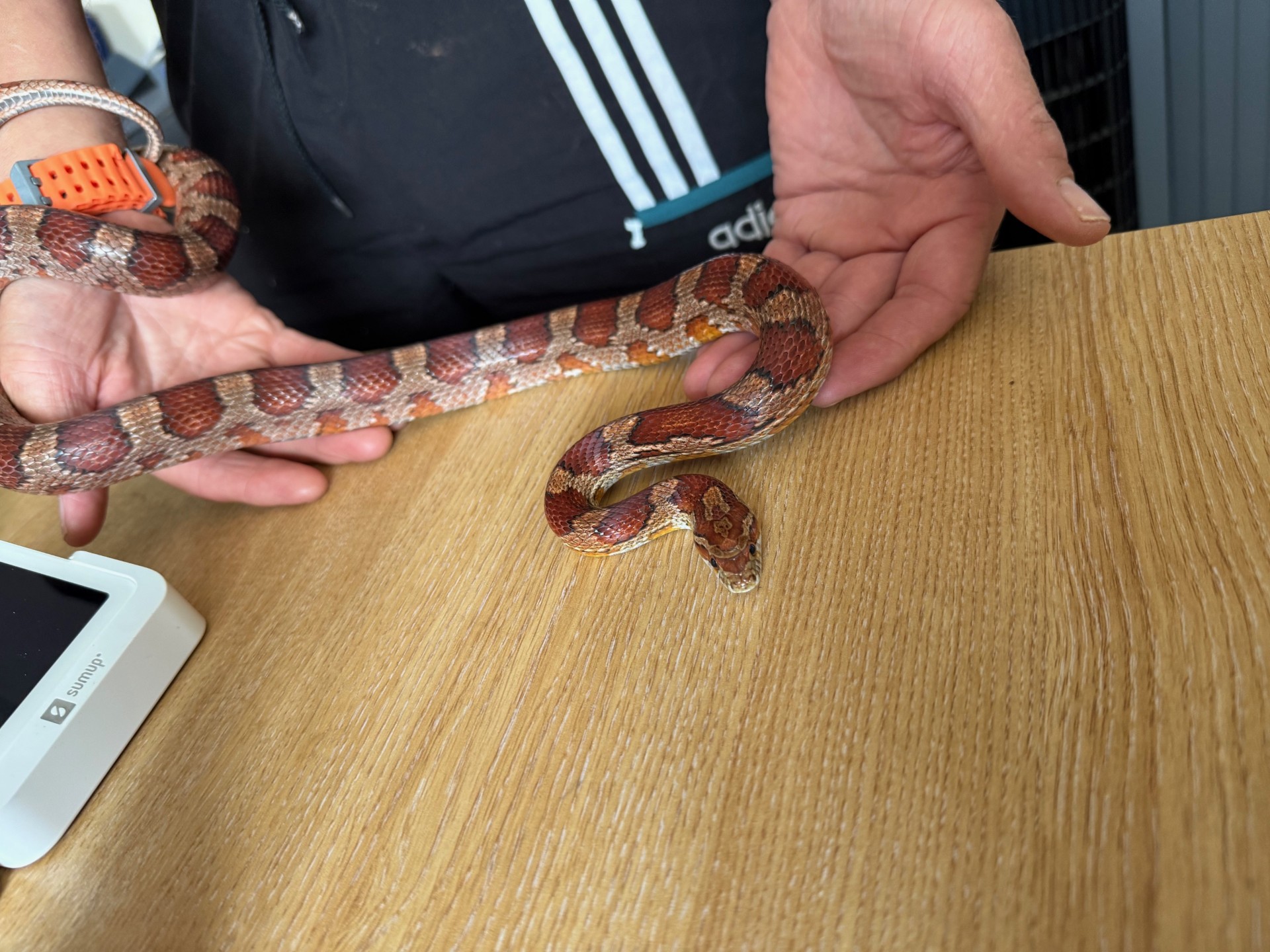 Stray snake seeks salvation at St Andrew's Church - Bailiwick Express ...