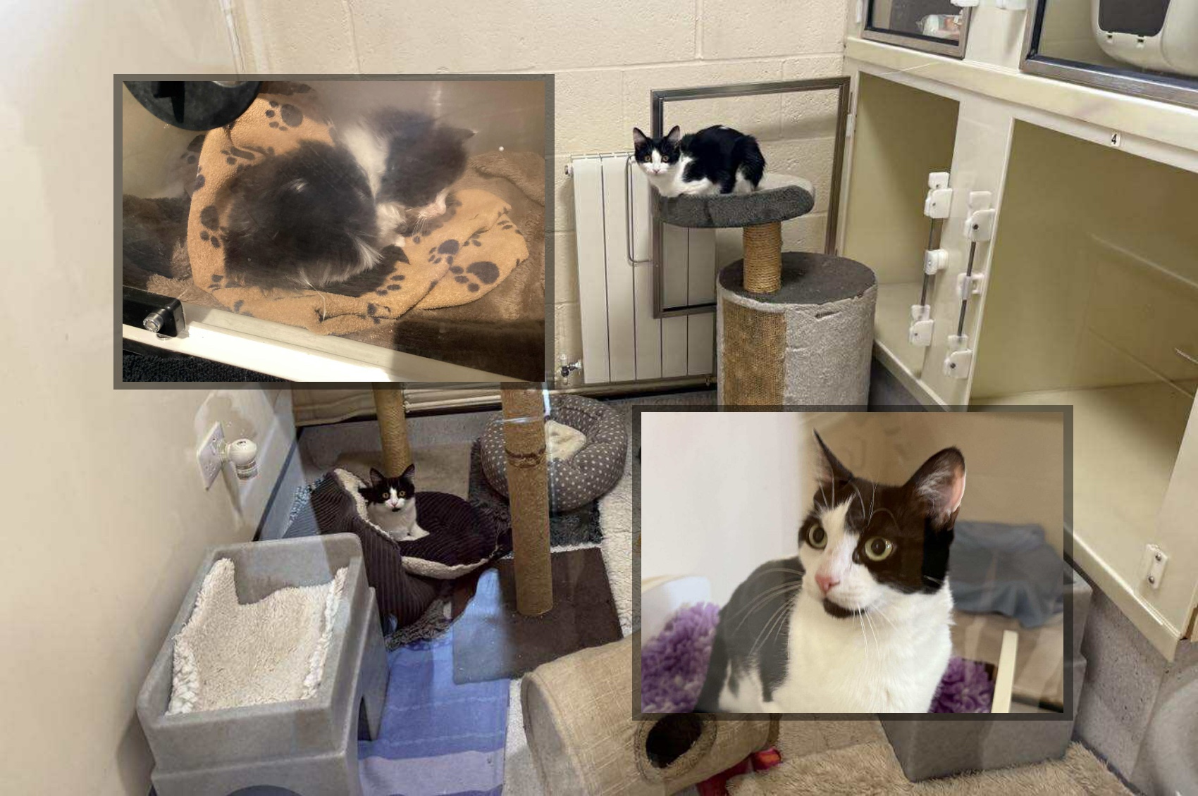 GSPCA search for a home for clowder of special cats - Bailiwick Express ...