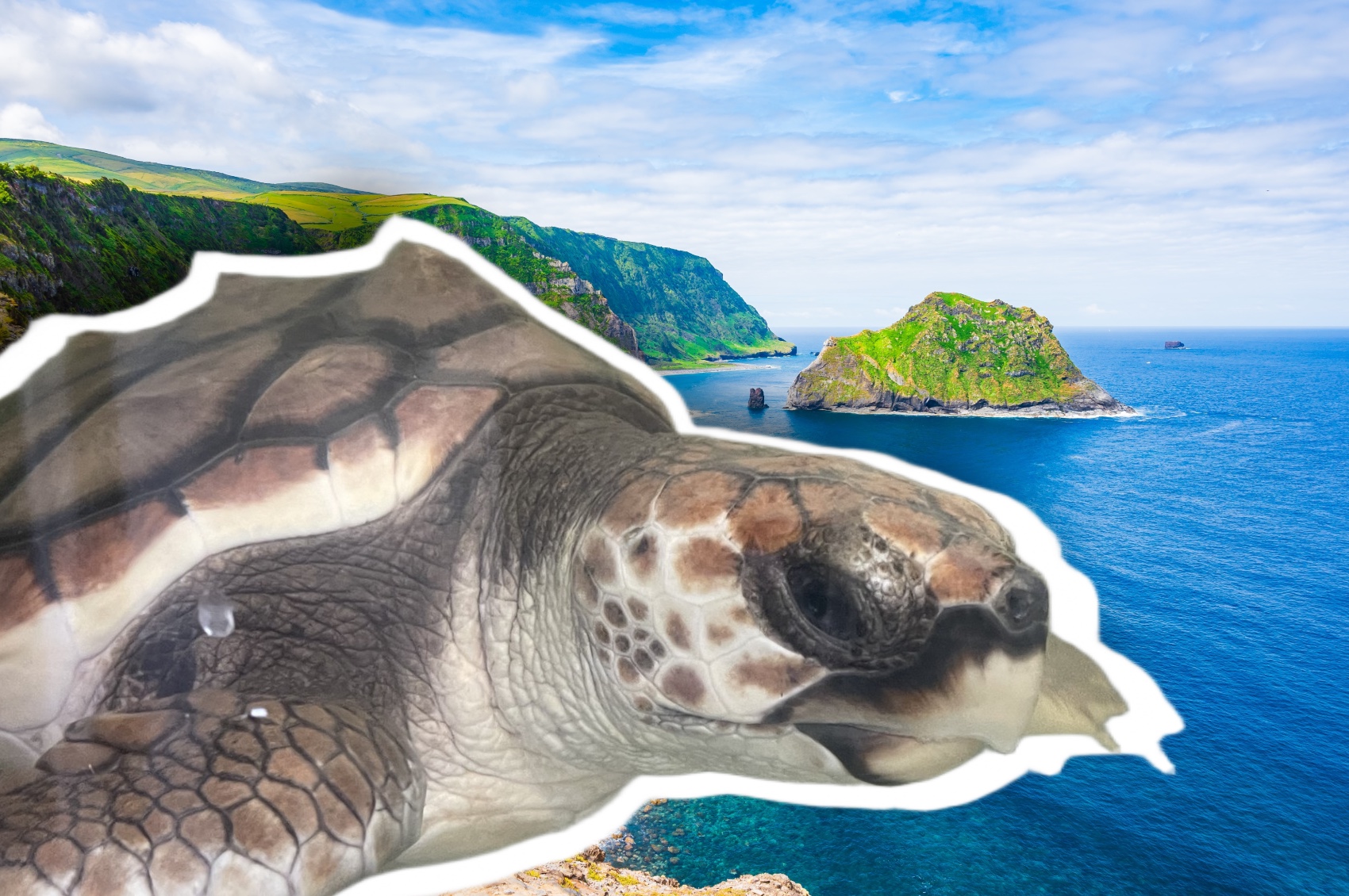 Sea turtle washed up in Guernsey during Storm Ciarán released into wild ...