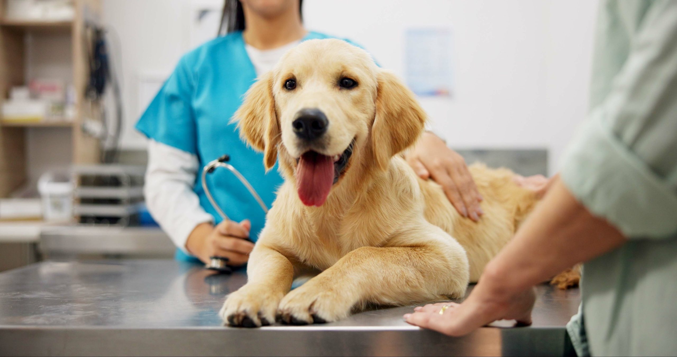 Open letter to veterinary businesses encourages price transparency ...