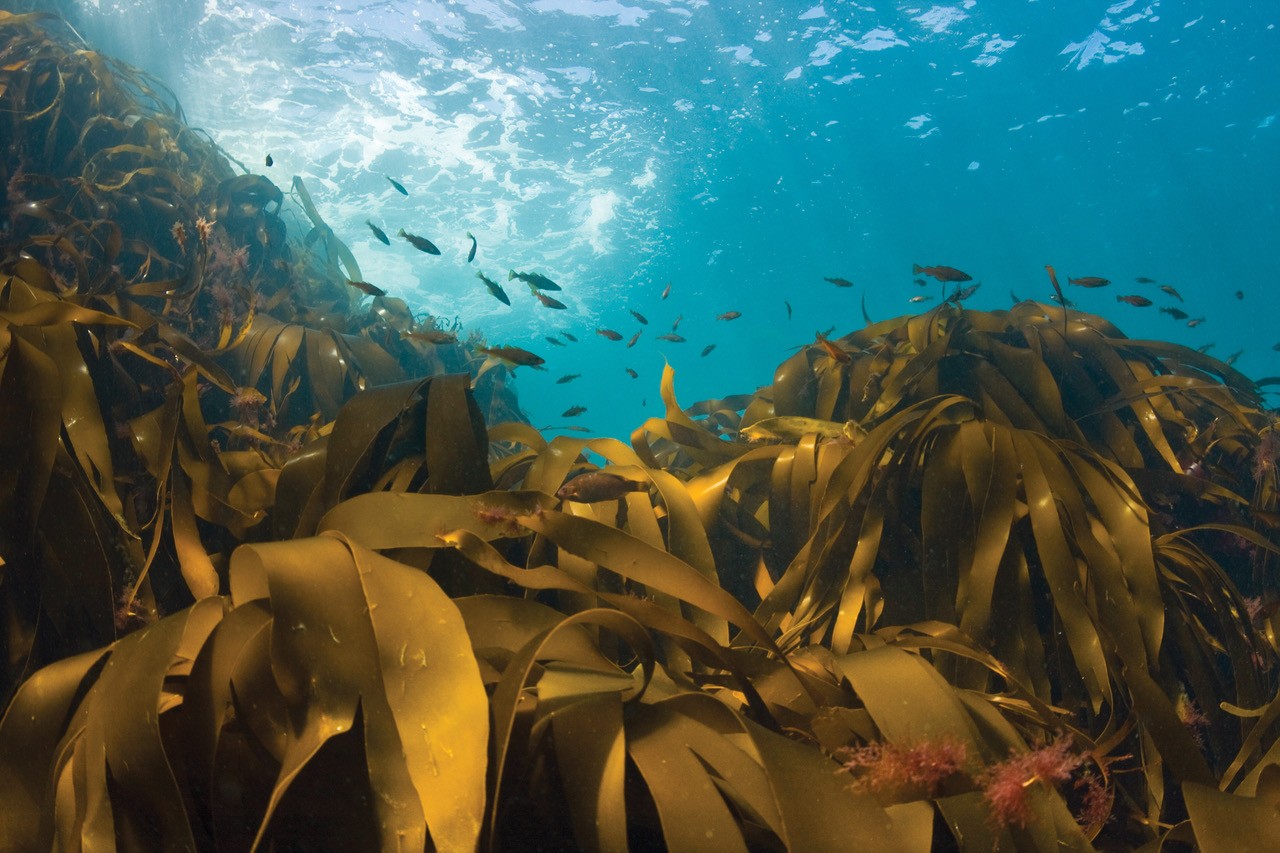FOCUS: How Sark can ride Jersey’s wave in protecting its marine ...