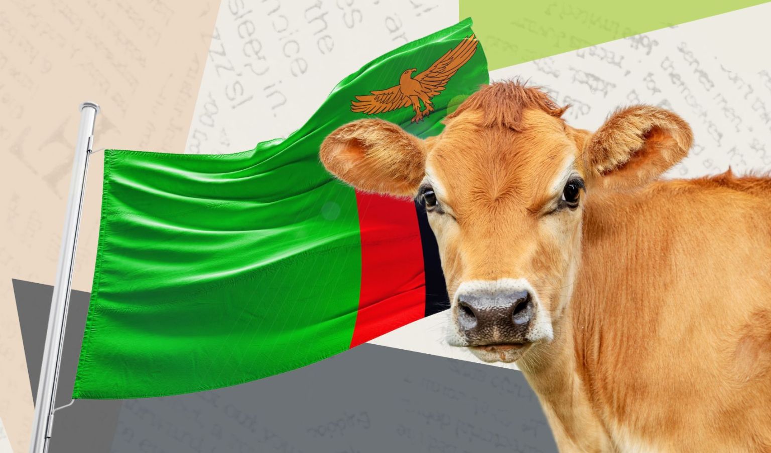 How Jersey cows are helping thousands of farmers in Zambia - Bailiwick ...